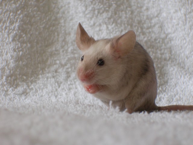 Muizennest • Bokt.nl