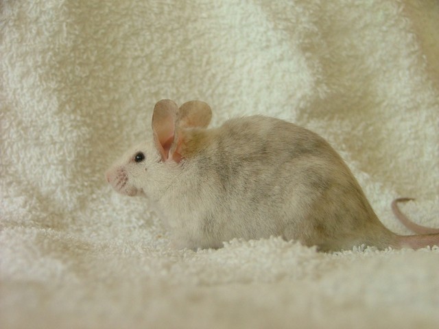 Muizennest • Bokt.nl