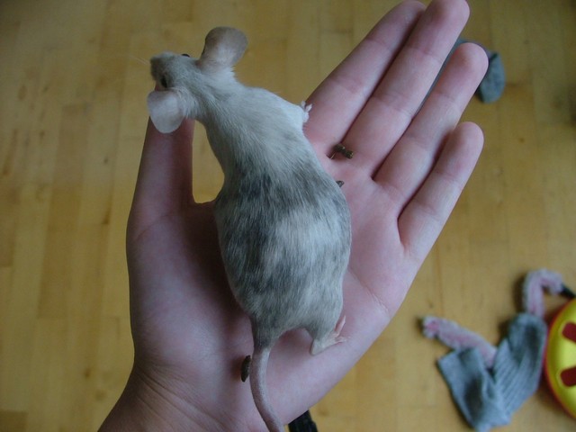 Muizennest • Bokt.nl